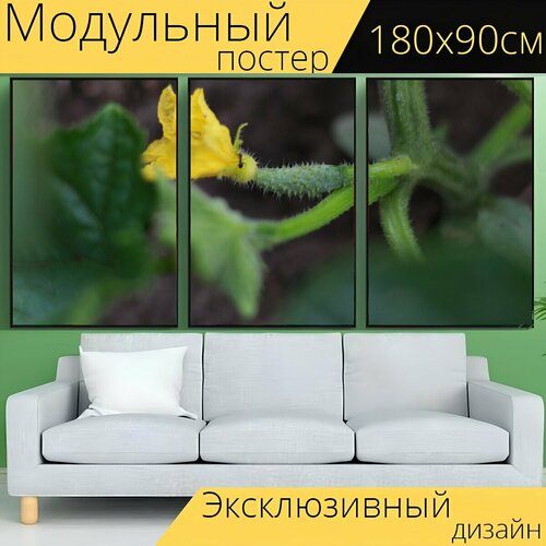 Модульный постер "Огурец, огород, цвести" 180 x 90 см. для интерьера