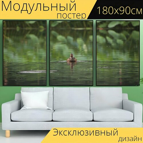Модульный постер "Утка, утенок, озеро" 180 x 90 см. для интерьера