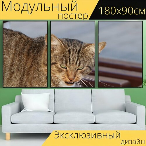 Модульный постер "Кошка, посмотреть, домашние питомцы" 180 x 90 см. для интерьера