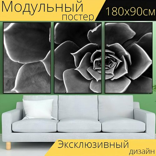 Модульный постер "Кактус, цветок, черное и белое" 180 x 90 см. для интерьера