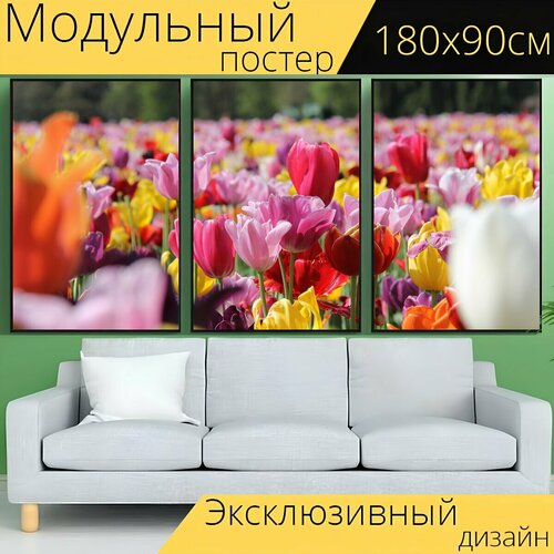 Модульный постер "Поле, цветы, тюльпаны" 180 x 90 см. для интерьера