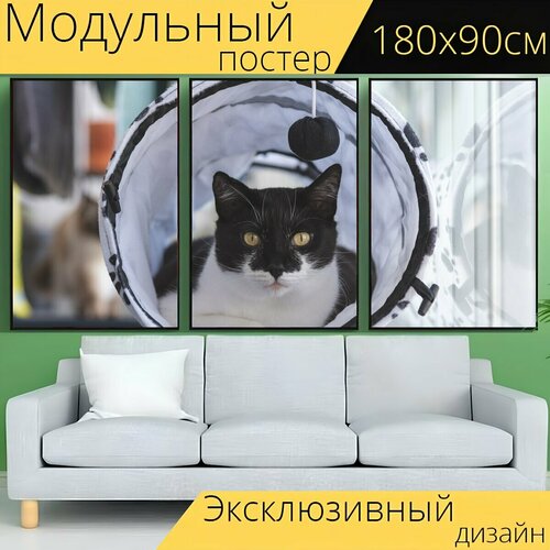 Модульный постер "Кошка, смокинг кошка, кошачий" 180 x 90 см. для интерьера
