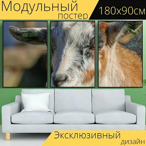 Модульный постер "Козел, домашняя коза, козья голова" 180 x 90 см. для интерьера