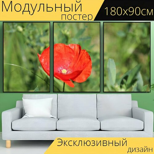Модульный постер "Цветок красный мак, природа, полевой цветок" 180 x 90 см. для интерьера