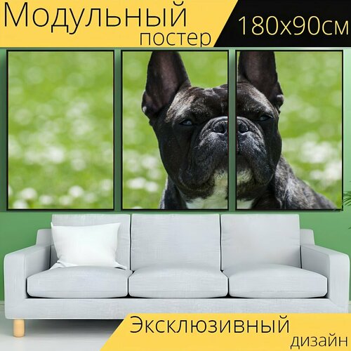 Модульный постер "Собака, домашний питомец, породистый" 180 x 90 см. для интерьера