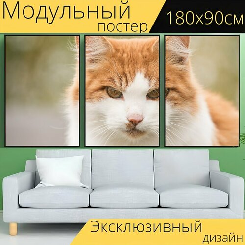 Модульный постер "Кот, глаза, животное" 180 x 90 см. для интерьера
