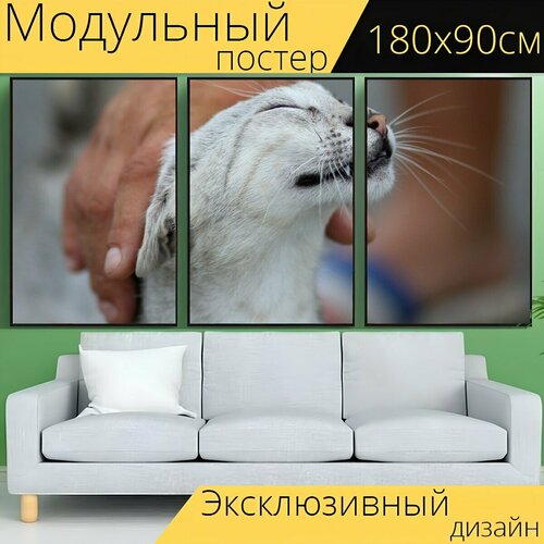 Модульный постер "Кот, побаловать, кошачий" 180 x 90 см. для интерьера