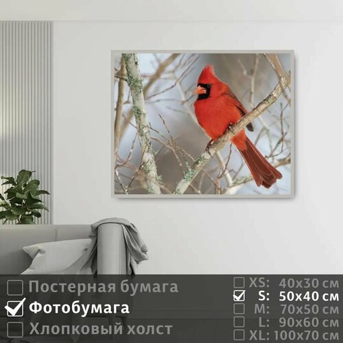 Постер на фотобумаге Красная Хохлатая Птица Кардинал На Ветке 50х40 см ПолиЦентр