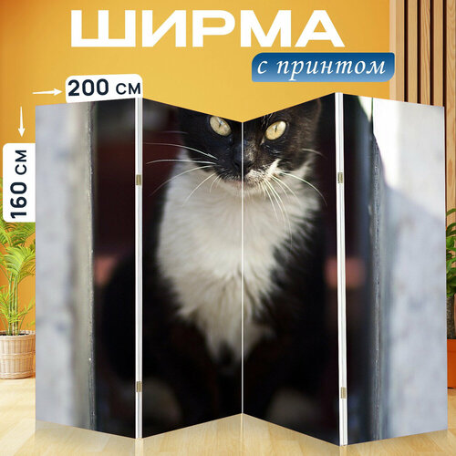 Ширма перегородка с принтом "Кошка, кошачий, аллея кошка" на холсте - 200x160 см. для зонирования, раскладная