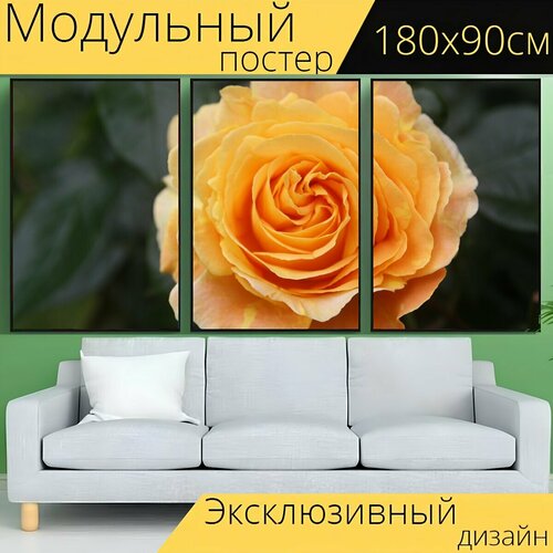 Модульный постер "Роза, цвести, апельсин" 180 x 90 см. для интерьера