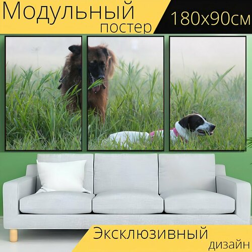 Модульный постер "Животные, собаки, сломать" 180 x 90 см. для интерьера