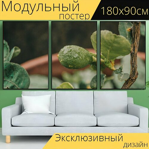 Модульный постер "Лимон, сад лимон, завод" 180 x 90 см. для интерьера