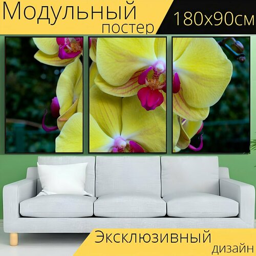 Модульный постер "Орхидея, орхидные, фаленопсис" 180 x 90 см. для интерьера