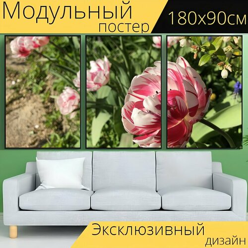 Модульный постер "Тюльпан, весна, сад" 180 x 90 см. для интерьера