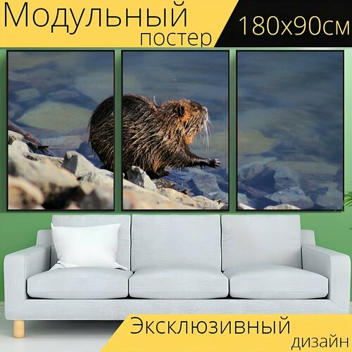 Модульный постер "Нутрия, животное, вода" 180 x 90 см. для интерьера