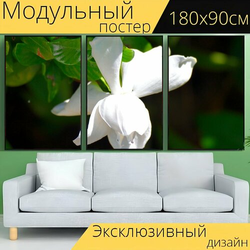 Модульный постер "Гардения цветок, цветочный, белый" 180 x 90 см. для интерьера
