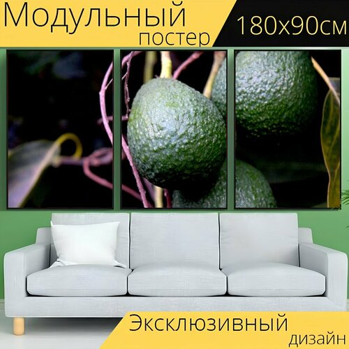 Модульный постер "Авокадо, лоза, фрукты" 180 x 90 см. для интерьера