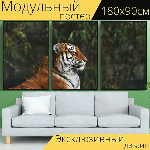 Модульный постер "Зоопарк, животное, тигр" 180 x 90 см. для интерьера