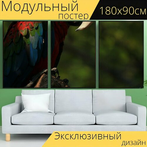 Модульный постер "Ара, попугай, птица" 180 x 90 см. для интерьера
