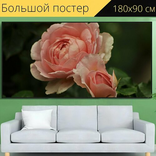 Большой постер "Роза, цветы, розовый" 180 x 90 см. для интерьера