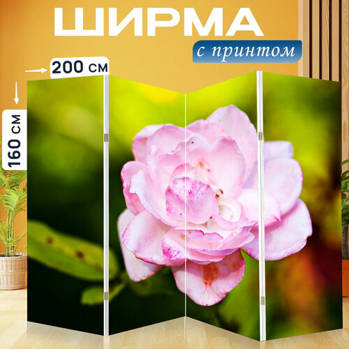 Ширма перегородка с принтом "Роза, цветок, блум" на холсте - 200x160 см. для зонирования, раскладная