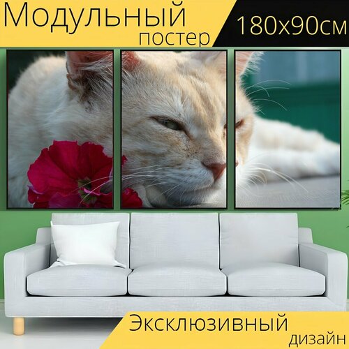 Модульный постер "Кот, усы, кремовый" 180 x 90 см. для интерьера