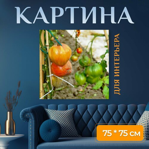Картина на холсте "Надела, помидоры, разработка" на подрамнике 75х75 см. для интерьера