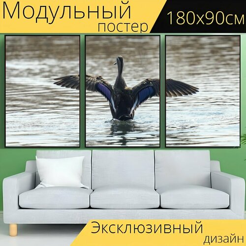 Модульный постер "Утка, животное, водоплавающие" 180 x 90 см. для интерьера