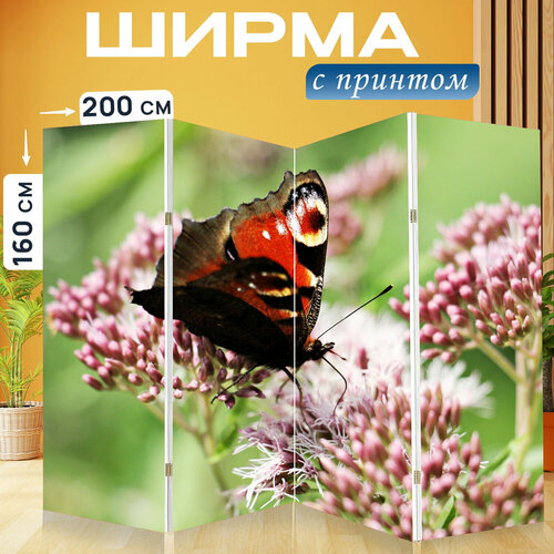 Ширма перегородка с принтом "Павлинья бабочка, бабочка, насекомое" на холсте - 200x160 см. для зонирования, раскладная