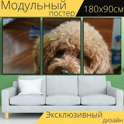 Модульный постер "Пудель, собака, щенок" 180 x 90 см. для интерьера