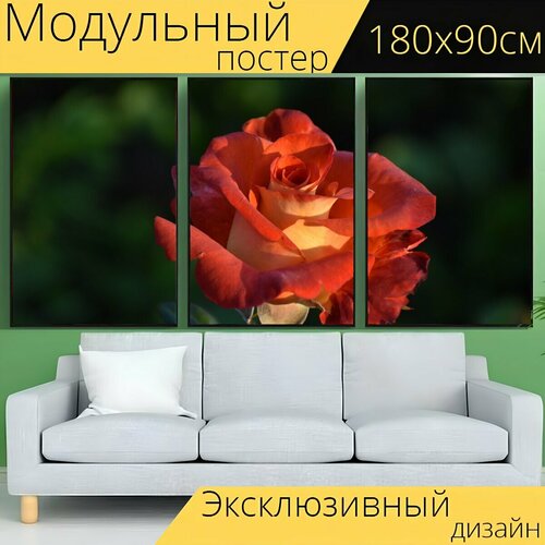 Модульный постер "Роза, красная, роса" 180 x 90 см. для интерьера