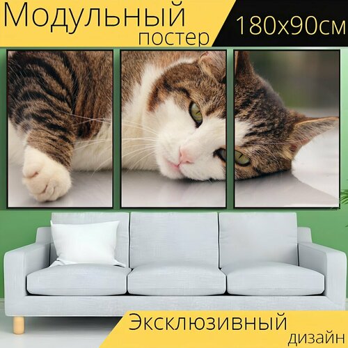 Модульный постер "Кошка, похмелье, отдых" 180 x 90 см. для интерьера
