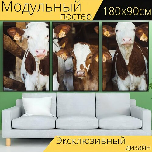 Модульный постер "Коровы, бычий, бирки для ушей" 180 x 90 см. для интерьера