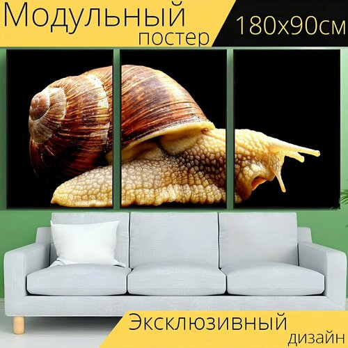 Модульный постер "Улитка, животное, дом" 180 x 90 см. для интерьера