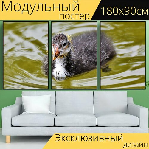 Модульный постер "Лысуха, утка, цыпленок" 180 x 90 см. для интерьера