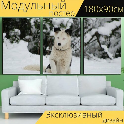 Модульный постер "Якутская лайка, собака, снег" 180 x 90 см. для интерьера
