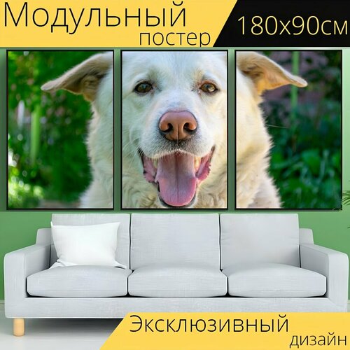 Модульный постер "Собака, пёс, лабрадор" 180 x 90 см. для интерьера