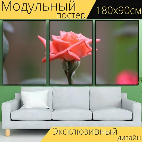 Модульный постер "Цветок, роза, ароматный" 180 x 90 см. для интерьера
