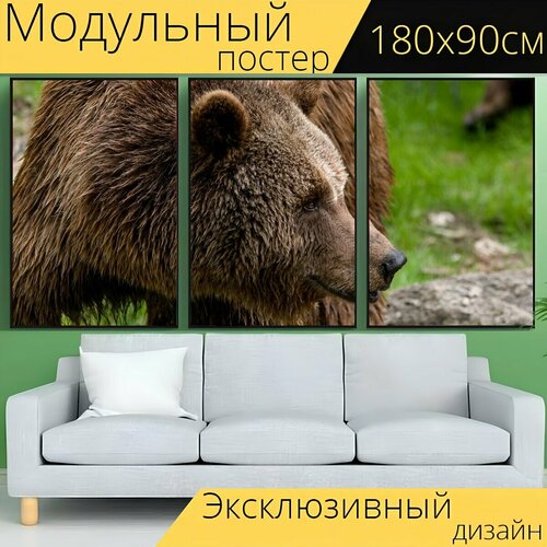 Модульный постер "Животное, зоопарк, бурый медведь" 180 x 90 см. для интерьера