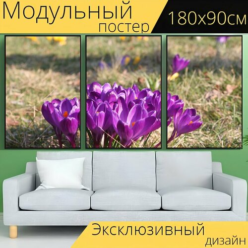 Модульный постер "Крокусы, весна, фиолетовый" 180 x 90 см. для интерьера