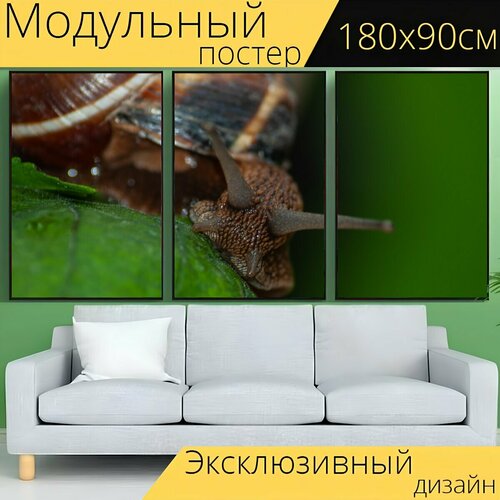 Модульный постер "Улитка, животное, моллюск" 180 x 90 см. для интерьера