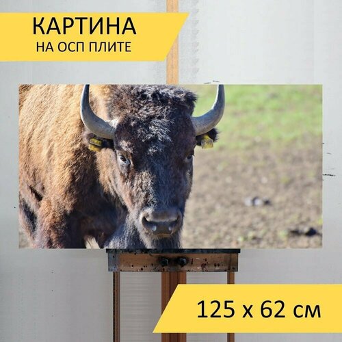 Картина на ОСП 125х62 см. "Зубр, буйвол, рога" горизонтальная, для интерьера, с креплениями