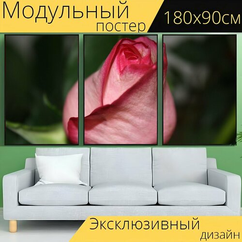 Модульный постер "Роза, розовый, цветок" 180 x 90 см. для интерьера