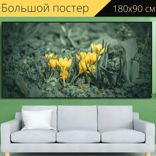 Большой постер "Желтый крокус, цветы, растения" 180 x 90 см. для интерьера