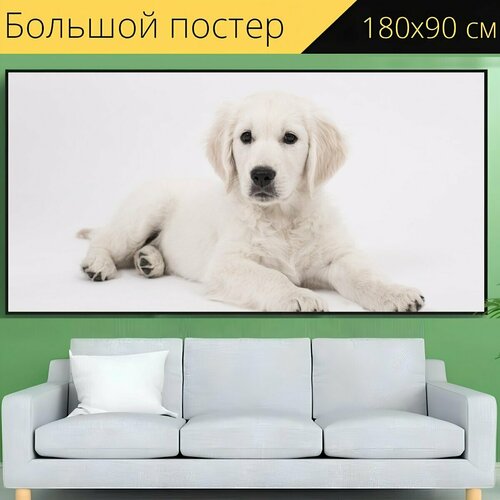 Большой постер "Собака, золотистый ретривер, щенок" 180 x 90 см. для интерьера