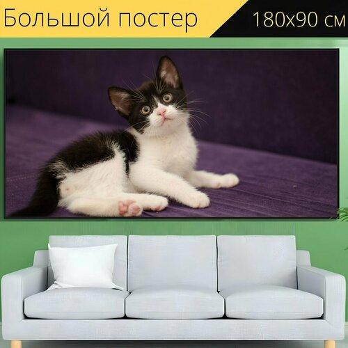 Большой постер "Домашняя кошка, котенок, фонд" 180 x 90 см. для интерьера