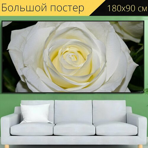 Большой постер "Роза, белая роза, цвести" 180 x 90 см. для интерьера