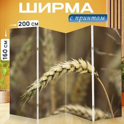 Ширма перегородка с принтом "Пшеница, хлопья, зерно" на холсте - 200x160 см. для зонирования, раскладная