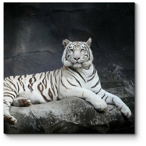 Модульная картина Величественный белый тигр 60x60