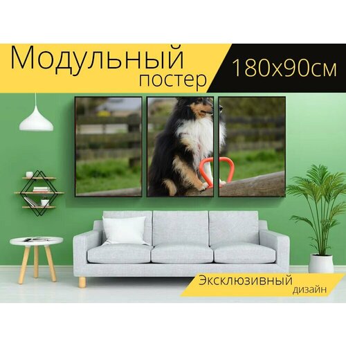 Модульный постер "Shetland sheepdog, собака, качели" 180 x 90 см. для интерьера